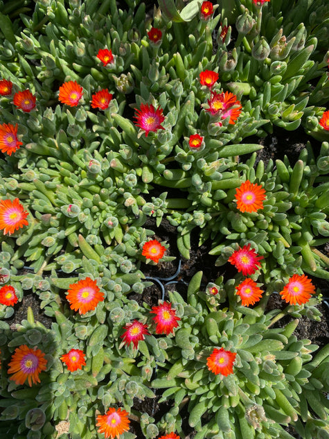 Eisblumenpflanzen - Delosperma Eispflanzenarten und -kombinationen