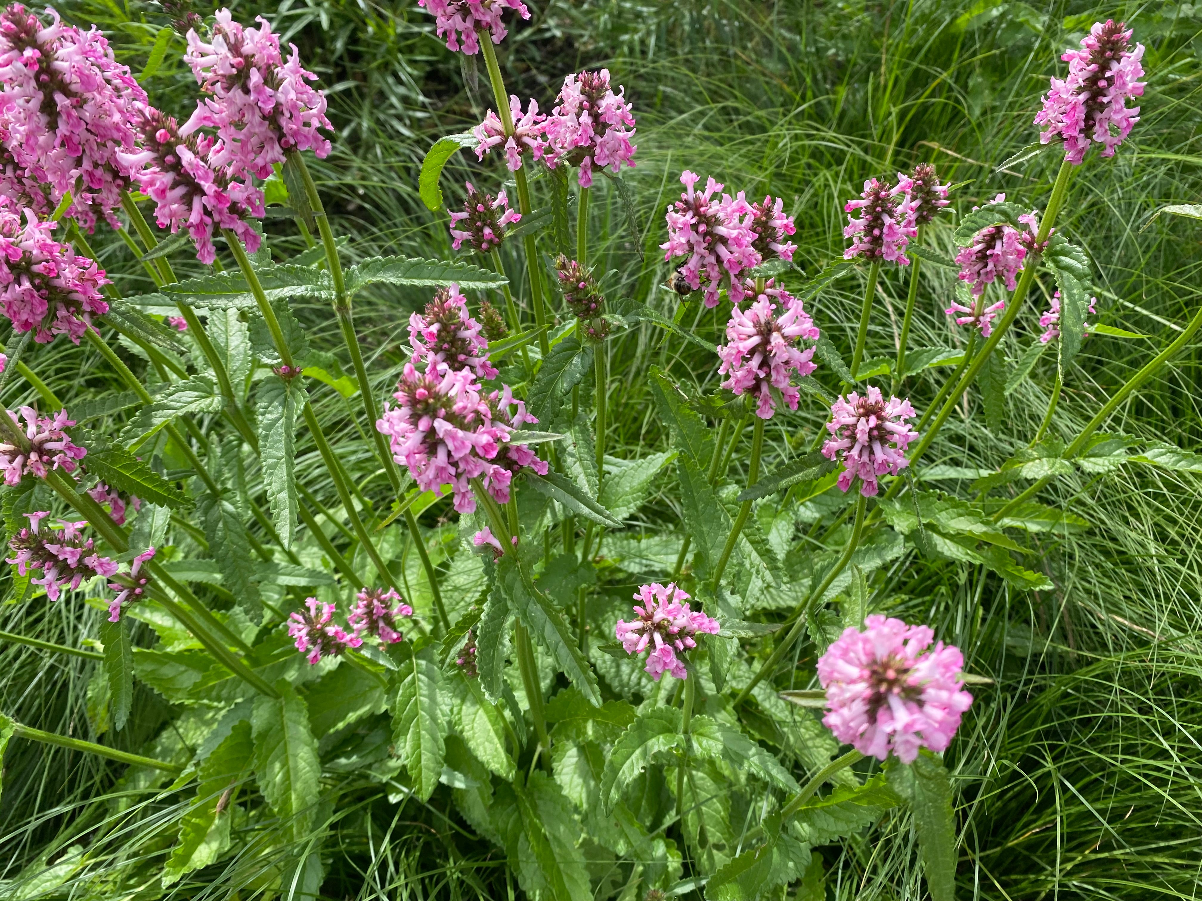 Betonie Stachys officinalis 'Rosea' leuchtend rosa blühende Eselsohrpflanze