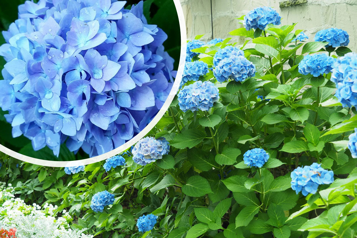 Hortensie Hydrangea Macrophylla 'Nikko Blue' online kaufen