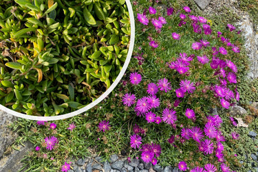 Eisblumenpflanzen - Delosperma Eispflanzenarten und -kombinationen