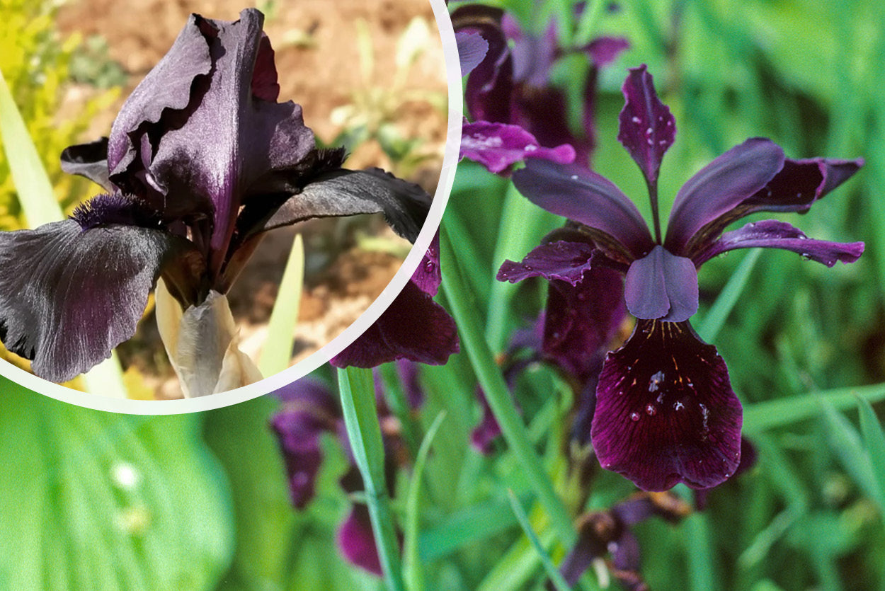 Kaufen und kombinieren Sie die Pflanze der schwarzen Schwertlilie Iris ...