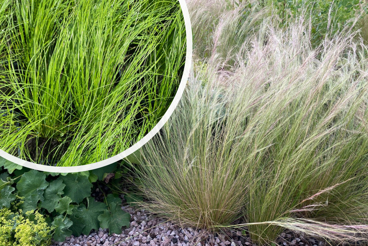 Kaufen Sie Federgras Stipa tenuifolia 'Ponytails' Ziergras