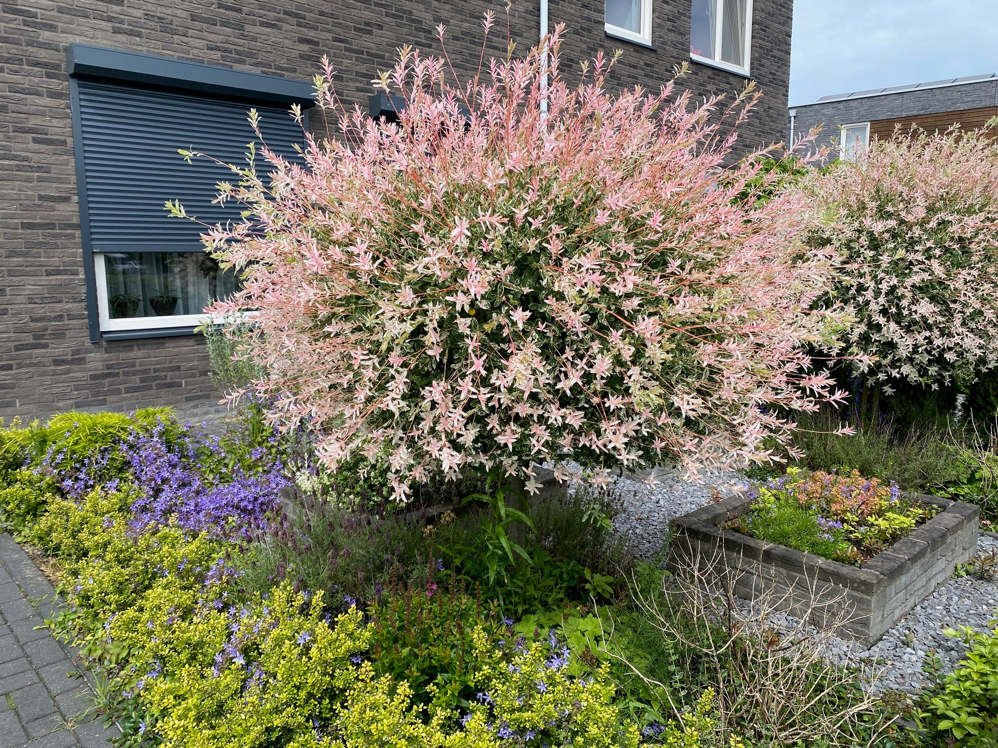 Weide Salix integra 'Hakuro-nishiki' Niedrige Bäume am Stamm