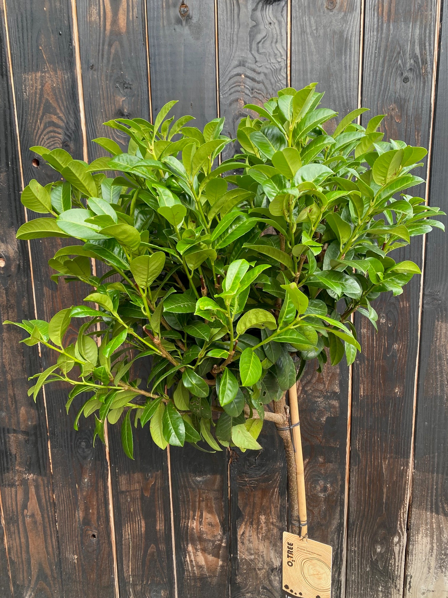 Kirschlorbeere am Stamm – Prunus laurocerasus 'Etna', halbstämmiger ...
