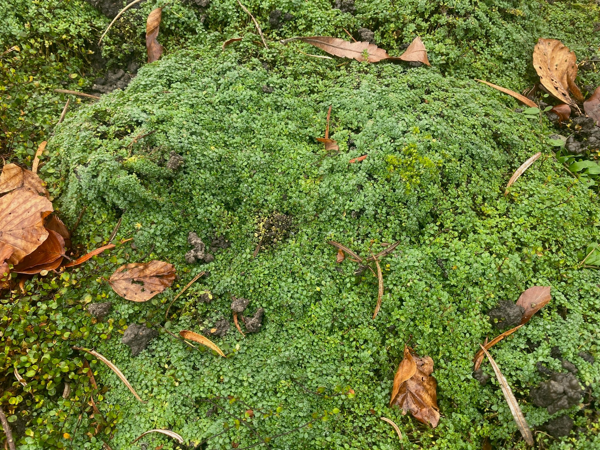 Kriechender Thymian - Thymus praecox 'Minor' - wunderschöne Yarinde-Pflanze
