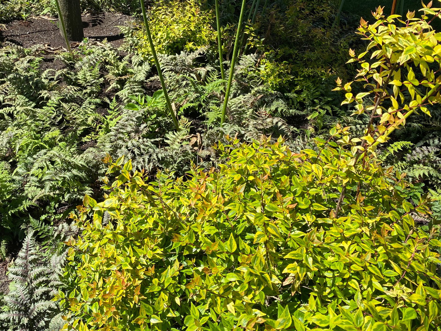 Abelia 'Edward Goucher' Strauch für niedrige Hecken oder Rabatten