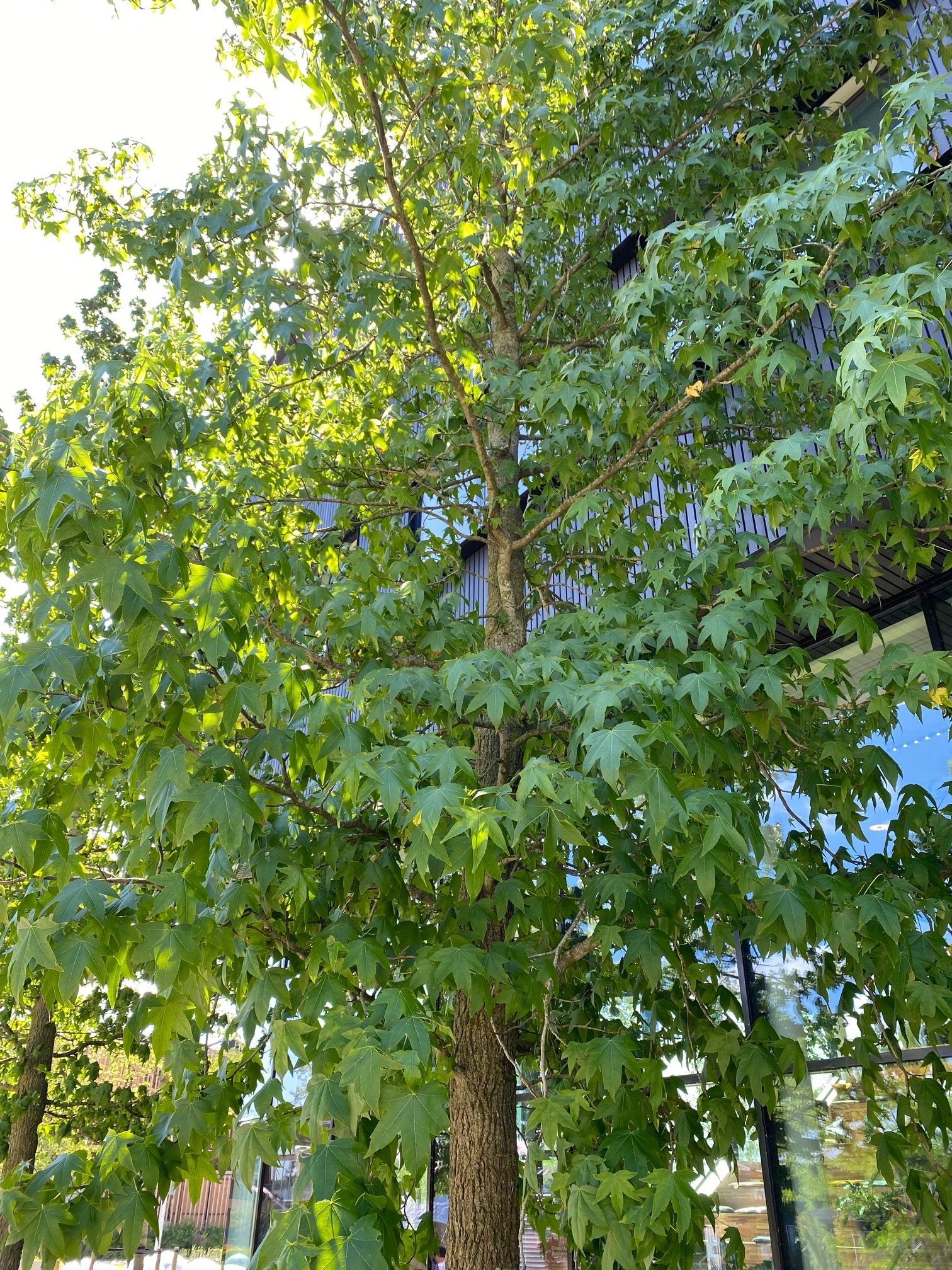 Amberbaum Standard Liquidambar Styraciflua Baum am Stamm