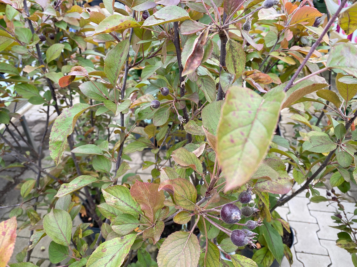 Zwergapfelbaum - Malus transitoria 'Appletini'