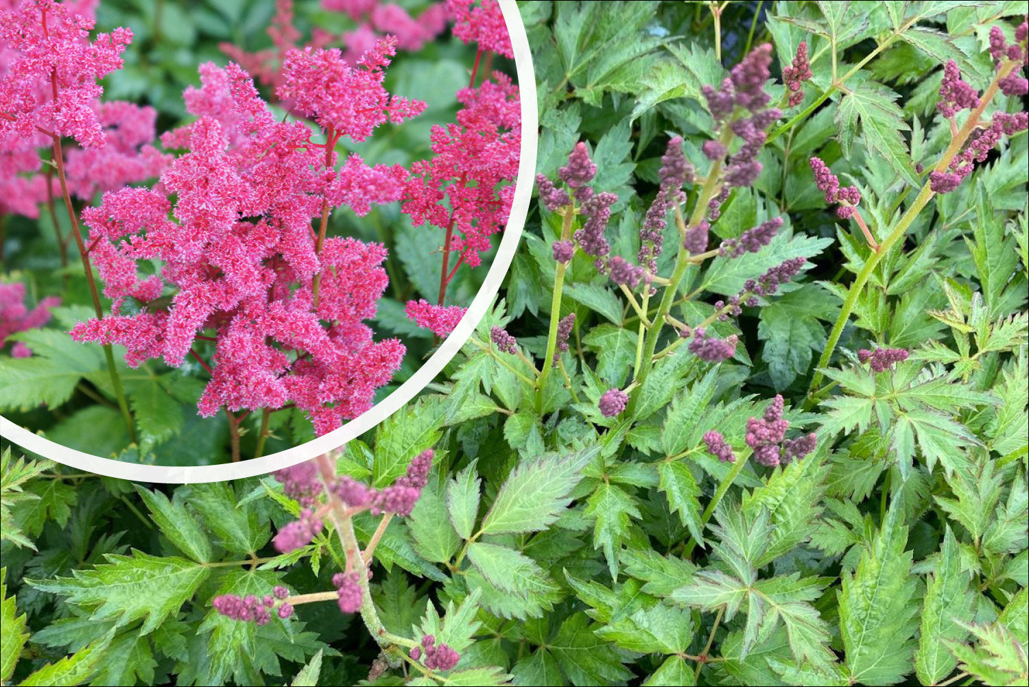 Astilbe Japonica 'Mainz' Lila Blütenspirale Plume Spirea