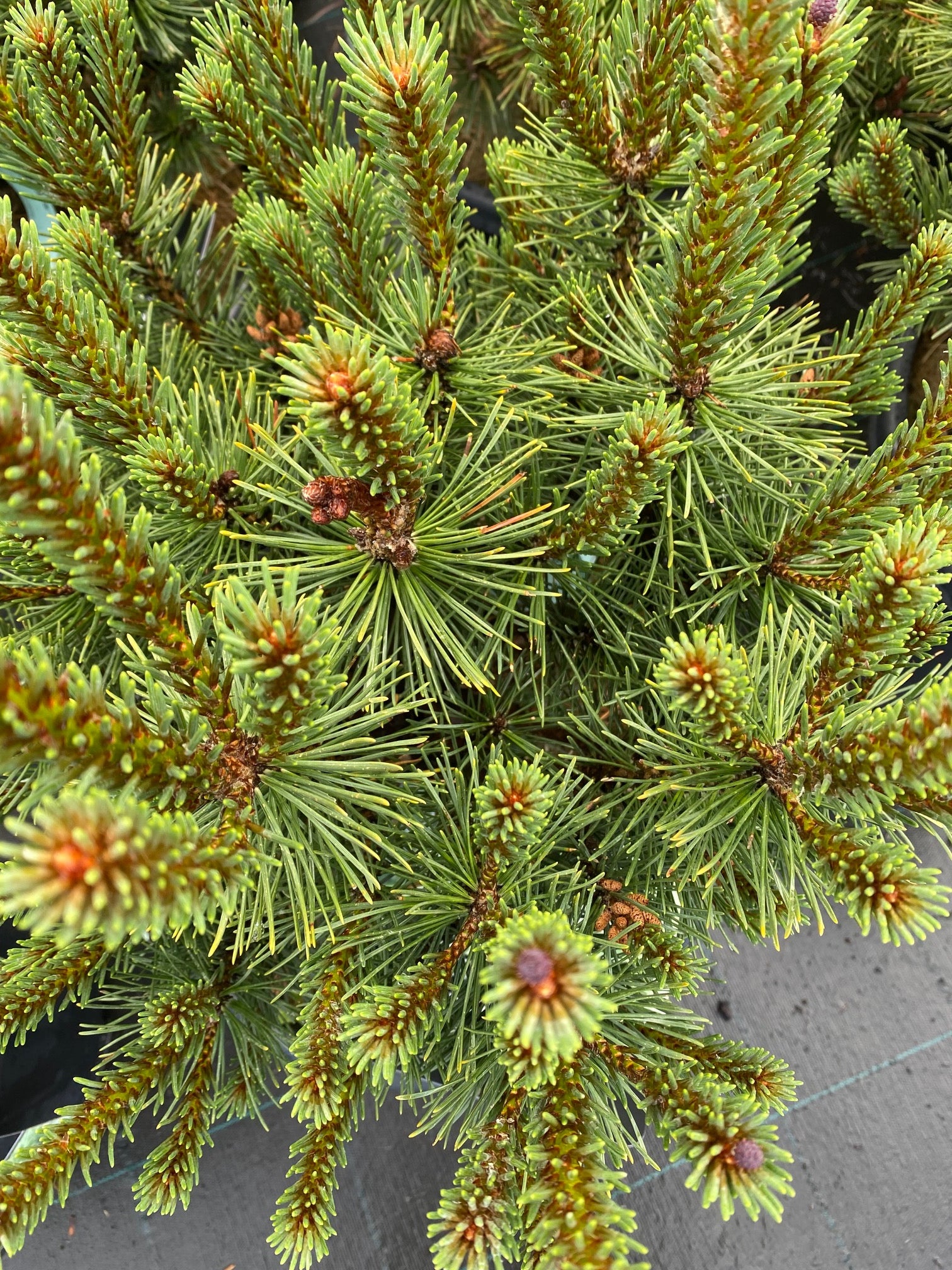 Latschenkiefer - Pinus Mugo 'Columbo'