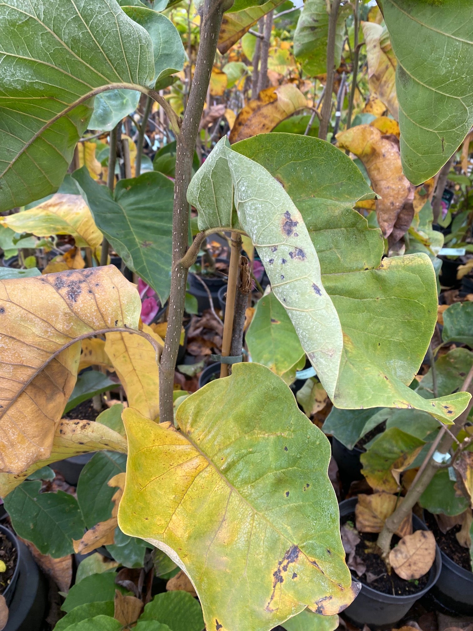 Biberbaum-Magnolie 'Felix Jury' Strauch, große Blüten