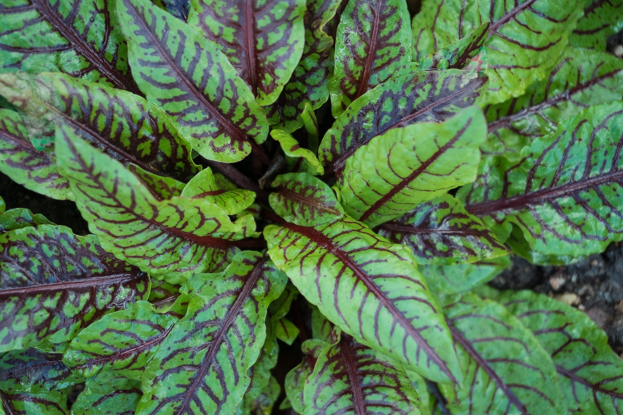 Kaufen Sie Blutsauerampfer - Rumex sanquineus Gemüsegartenpflanzen