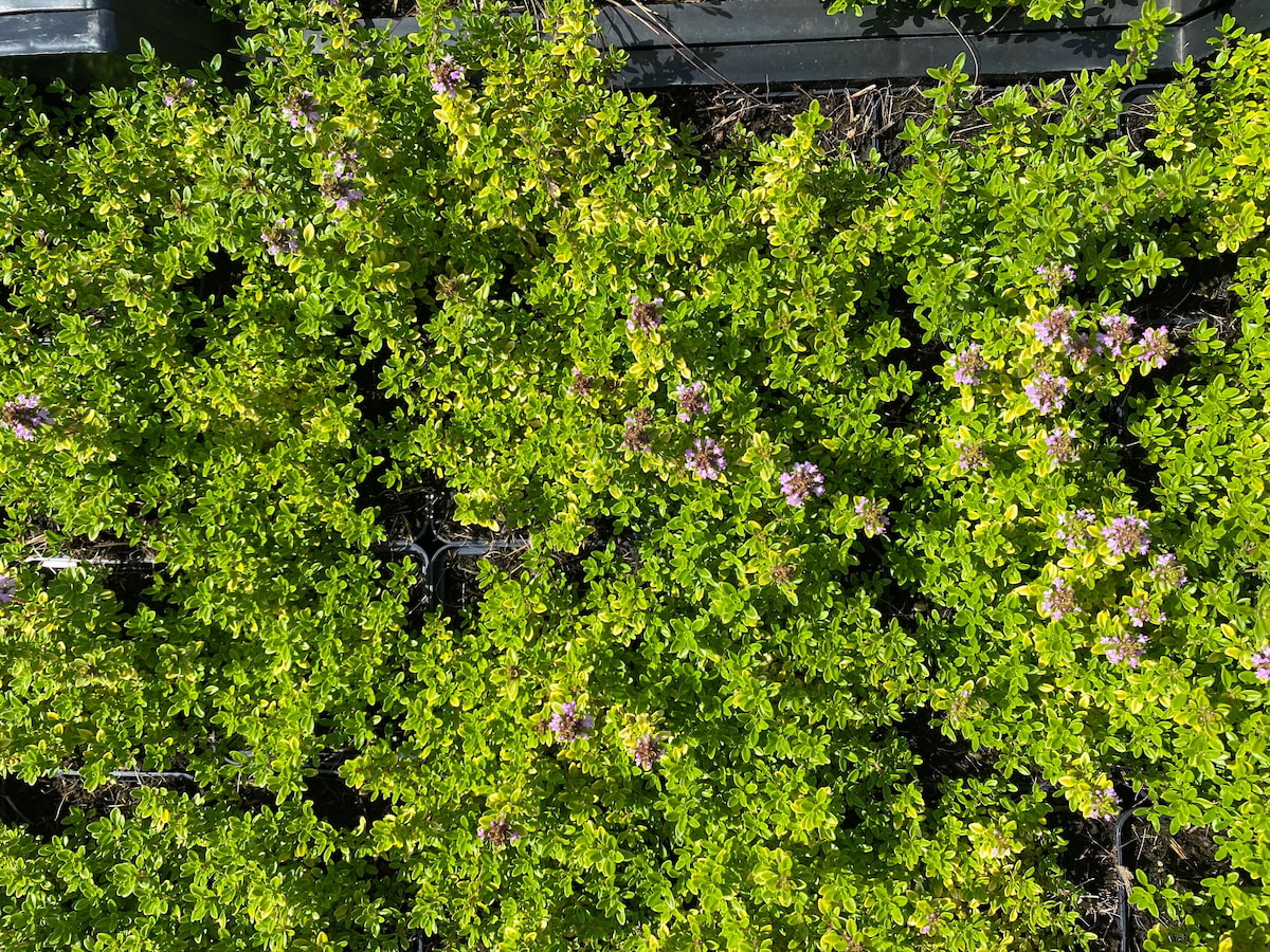 Zitronenthymianpflanze Thymus x citriodorus 'Bertram Anderson'