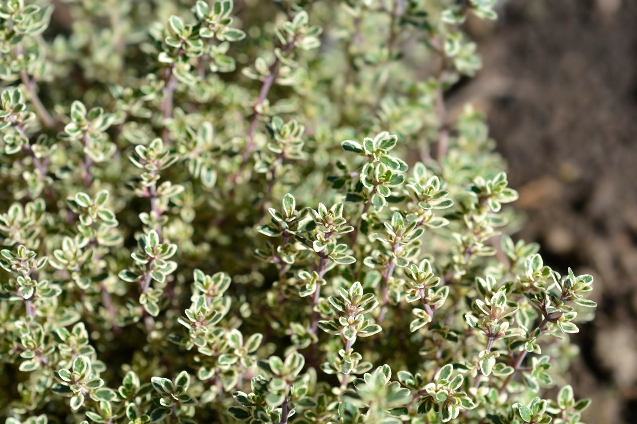 Zitronenthymian Thymus x citriodorus 'Silver Queen' - Yarinde