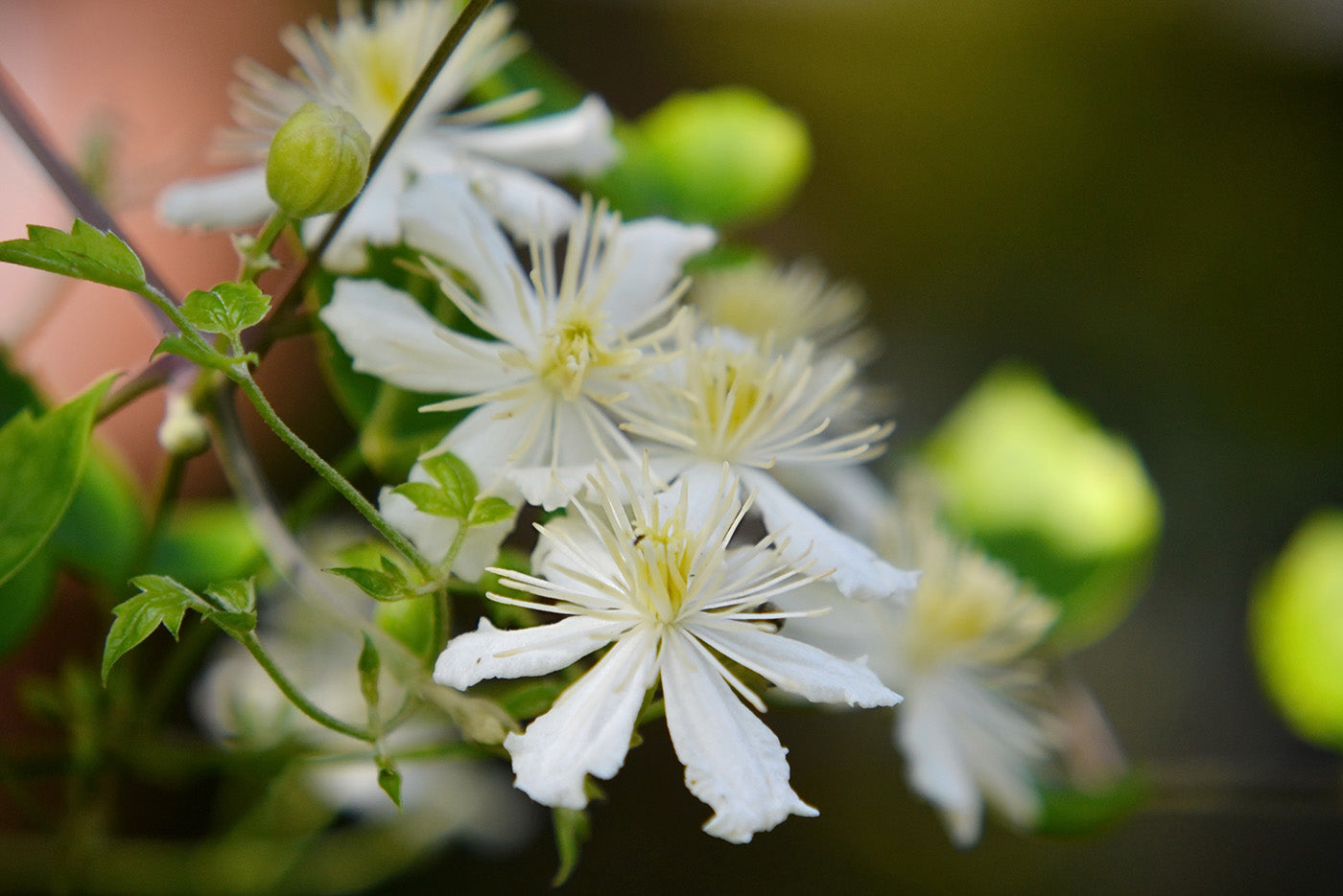 Clematis 'Paul Farges' Pflanzen für den Garten