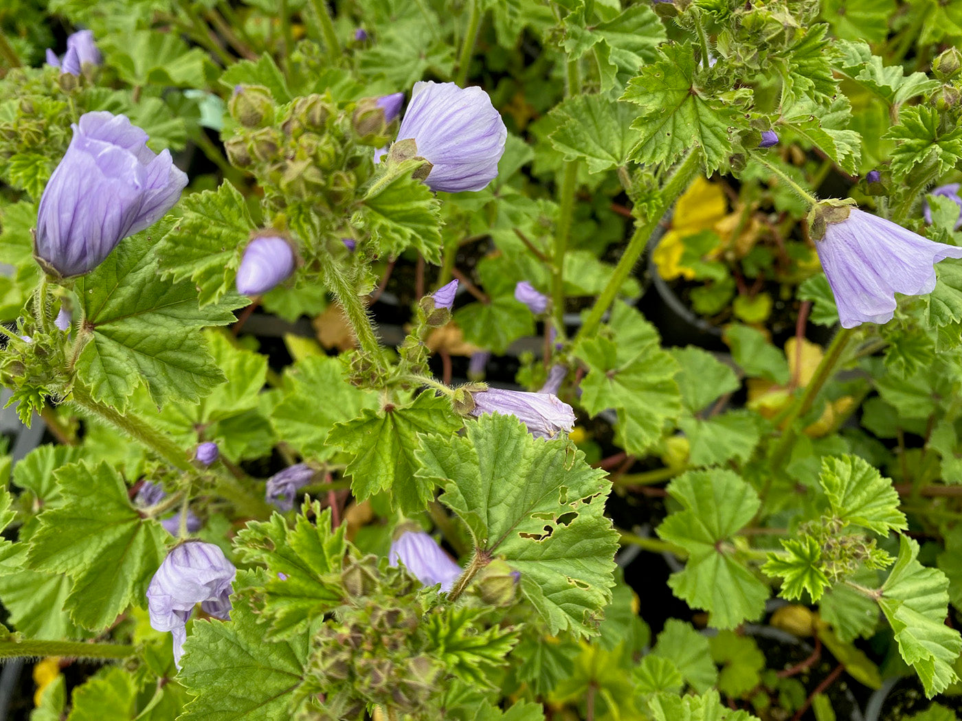 Große Malve - Malva sylvestris 'Blue Fountain'