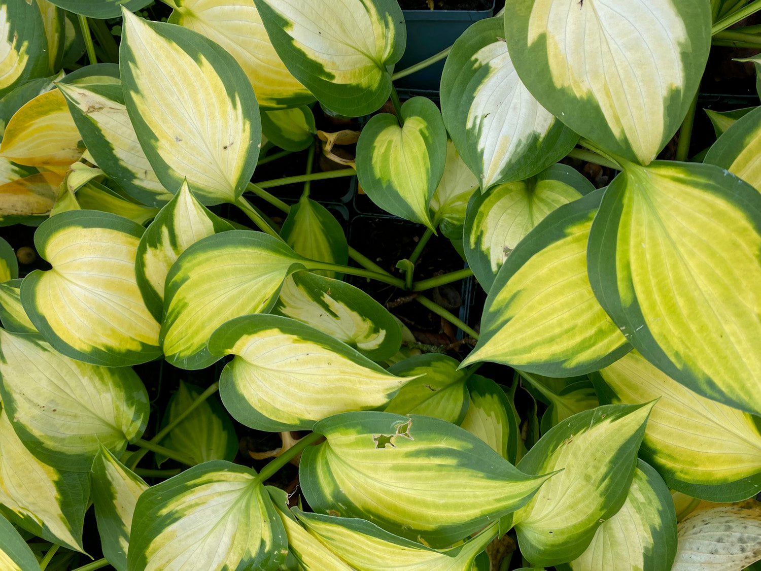 Herzlilie Hosta „Forbidden Fruit“ gelbe Blätter, dunkler Rand