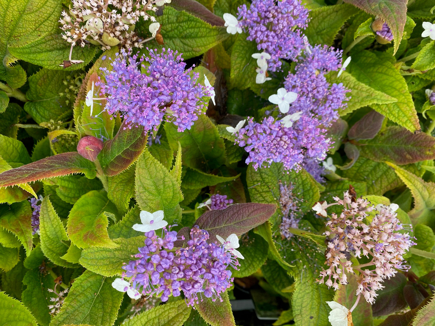 Hortensie - Hydrangea involucrata