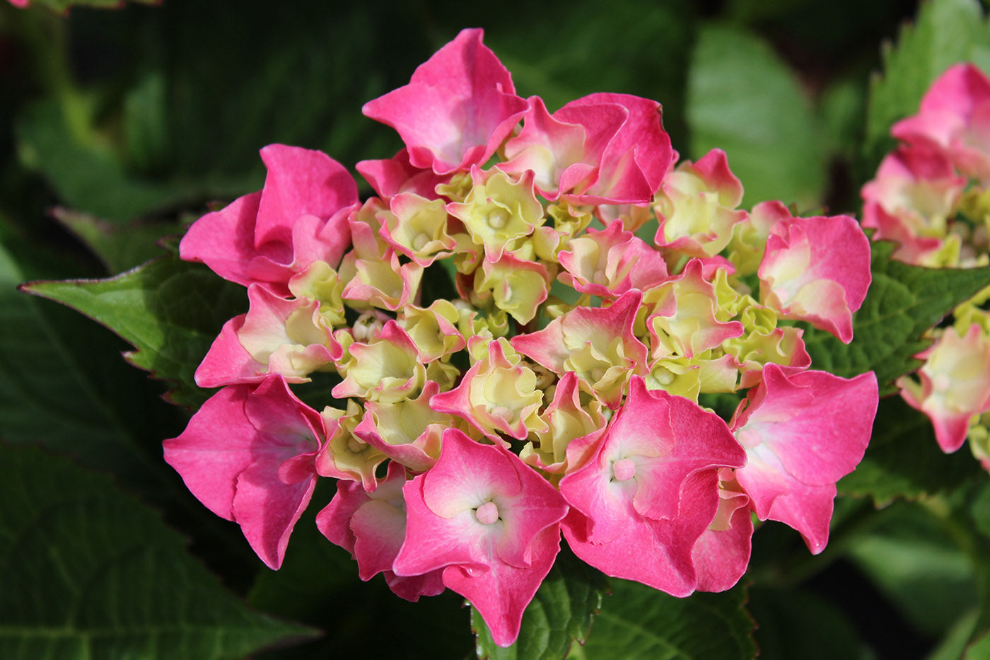 Hortensie Hydrangea Macrophylla Masja Boerenhydrangea rosa rot