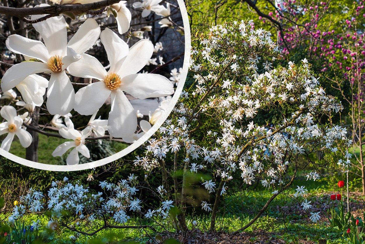 Sternmagnolie - Magnolia stellata Strauch online kaufen