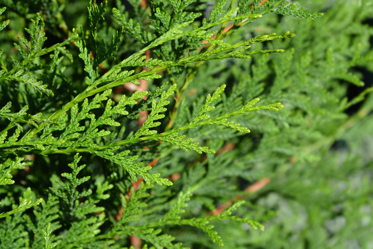 Kaufen und liefern Sie Thuja plicata 'Atrovirens' Heckenkonifere