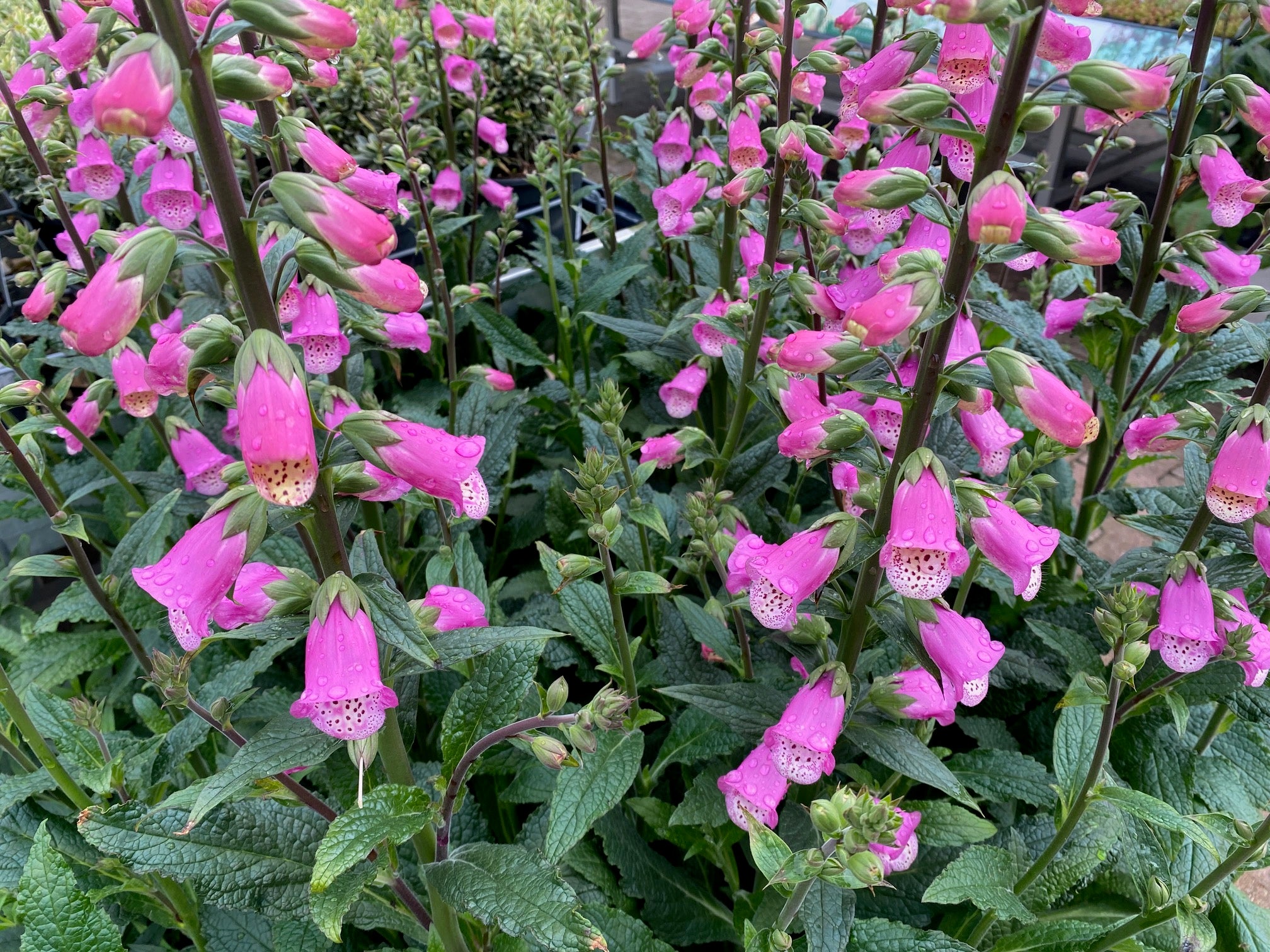 Fingerhut - Digitalis purpurea 'Panther'