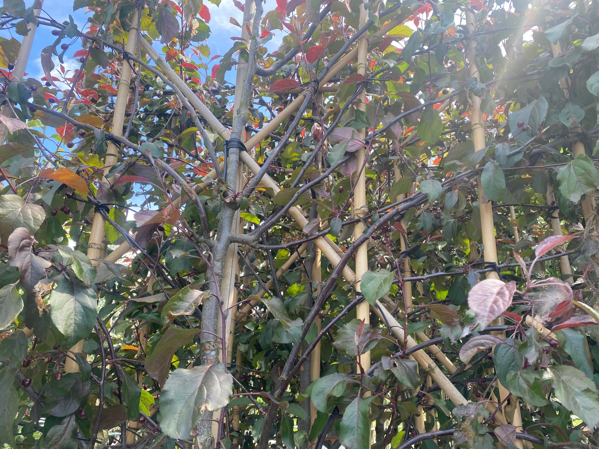 Lei-Zierapfel Malus Mokum – Lei-förmiger Apfelbaumstamm