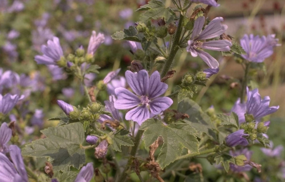 Große Malve - Malva sylvestris 'Primley Blue' Pflanze