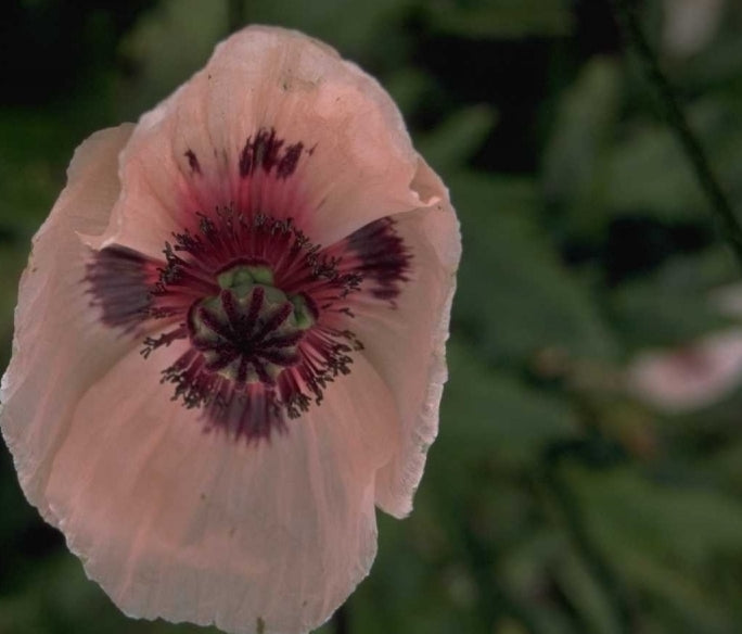 Orientalischer Mohn - Papaver orientale 'Prinzessin Victoria Louis