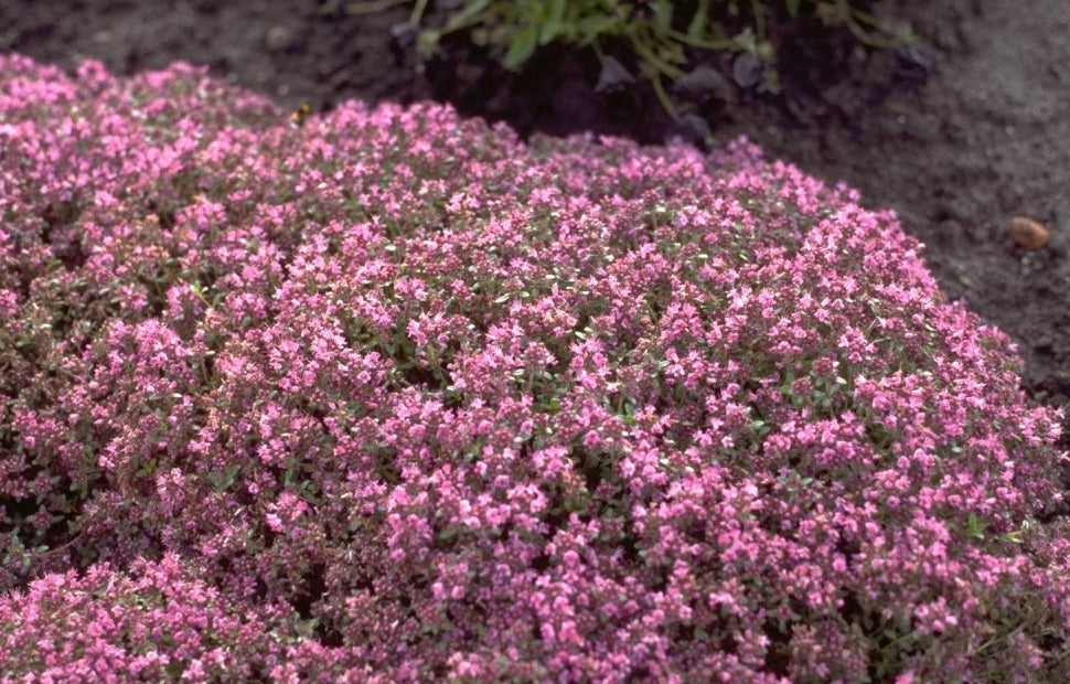 Kriechender Thymian – Thymus praecox „Hall's Variety“ – Randbepflanzung