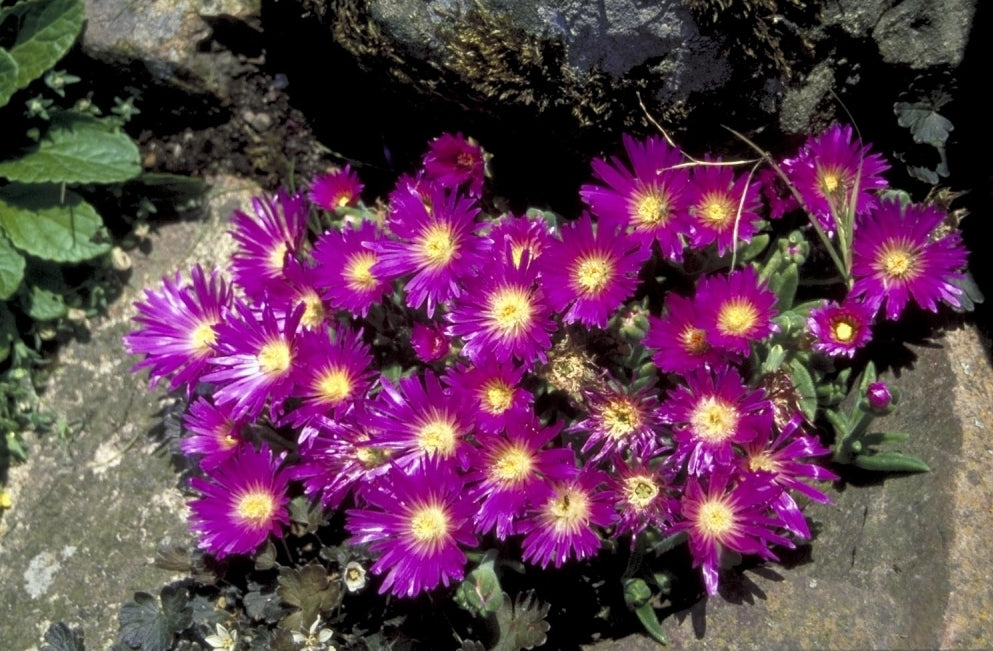 Eisblume Delosperma brunnthaleri rosa blühende Pflanze