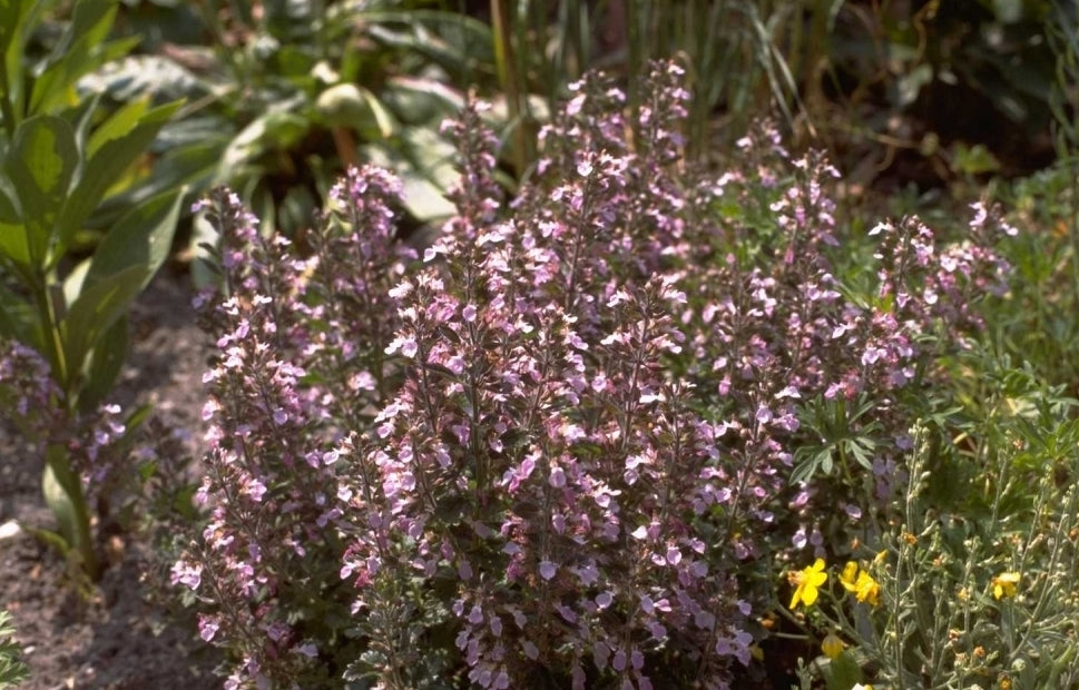 Echter Gamander - Teucrium chamaedrys 'Nanum' Pflanzengarten