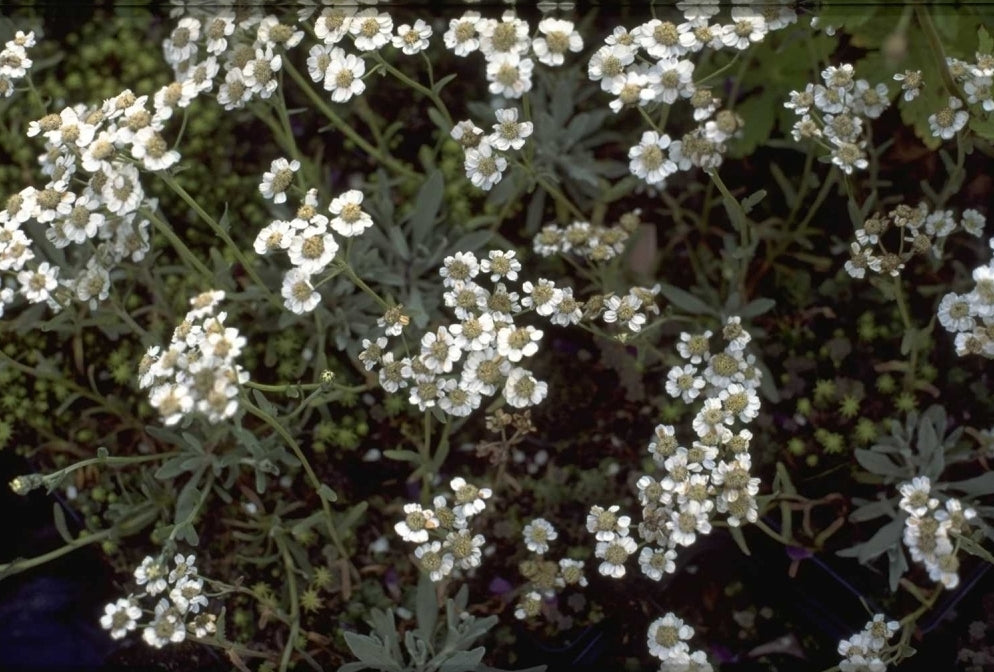 Schafgarbe - Achillea clavennae subsp. integrifolia - Yarinde