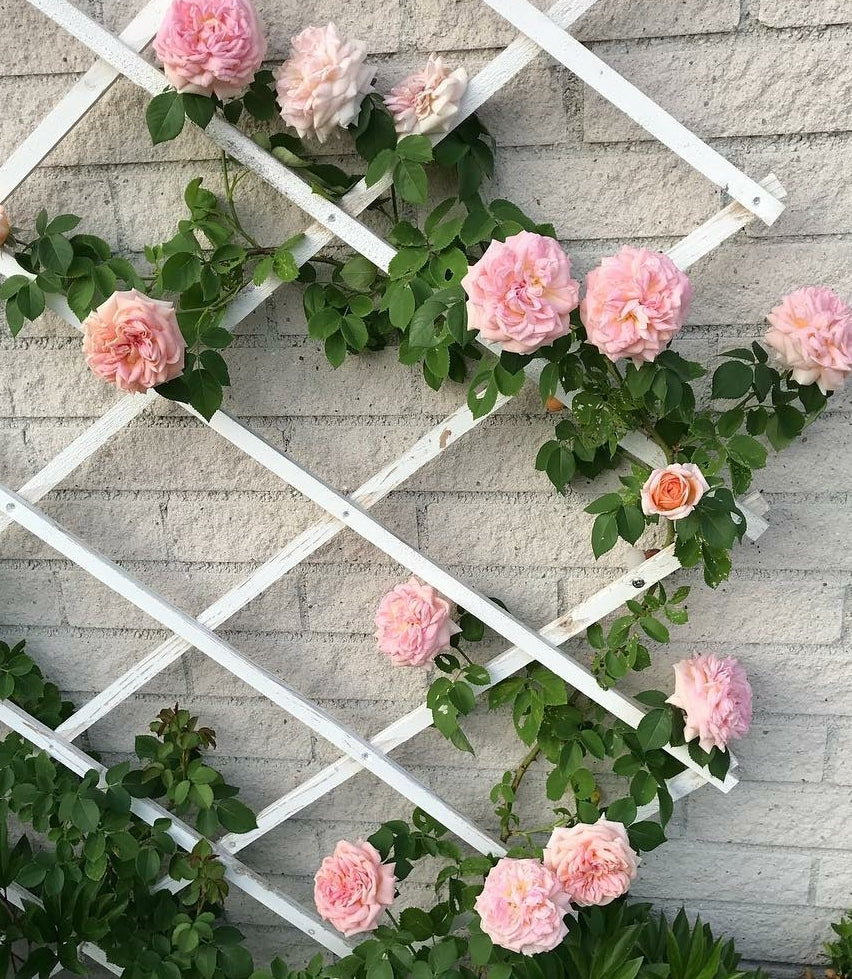 Großblumige Kletterrose - Rosa 'Alchymist' A-Qualitätspflanze