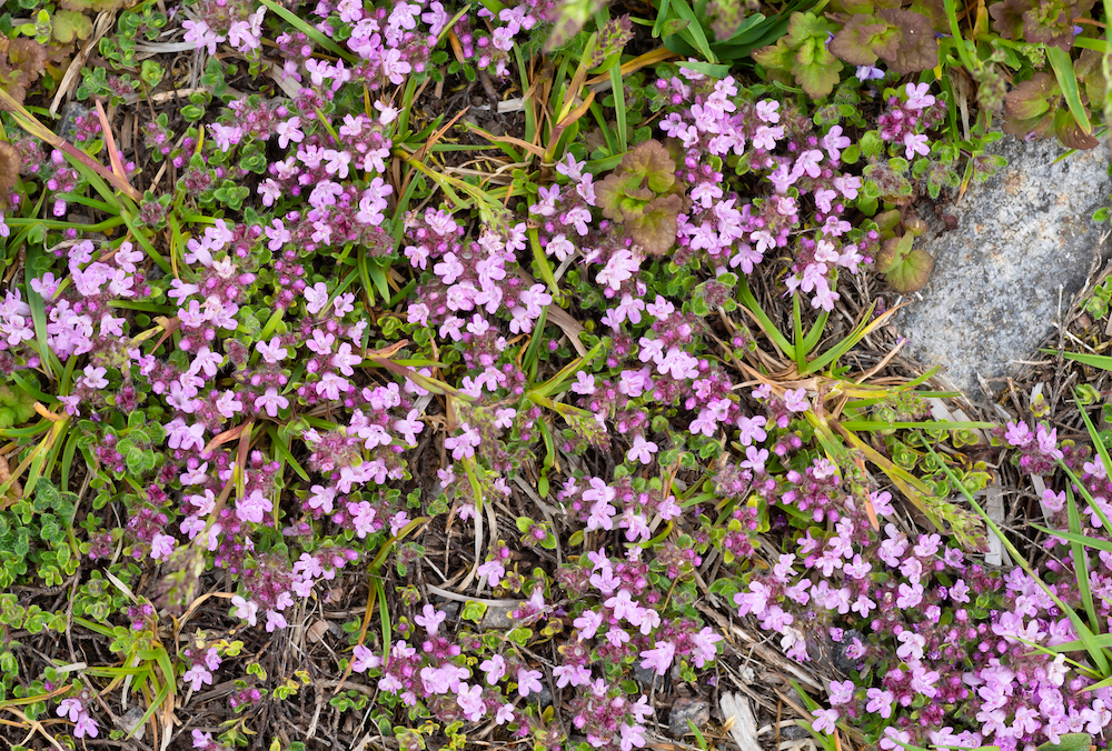 Wilder Thymian - Thymus serpyllum 'Minor' - Thymianpflanzen